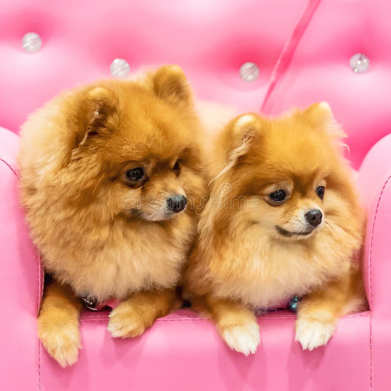 Pomeranian gullig hund fotografering för bildbyråer. Bild av ...