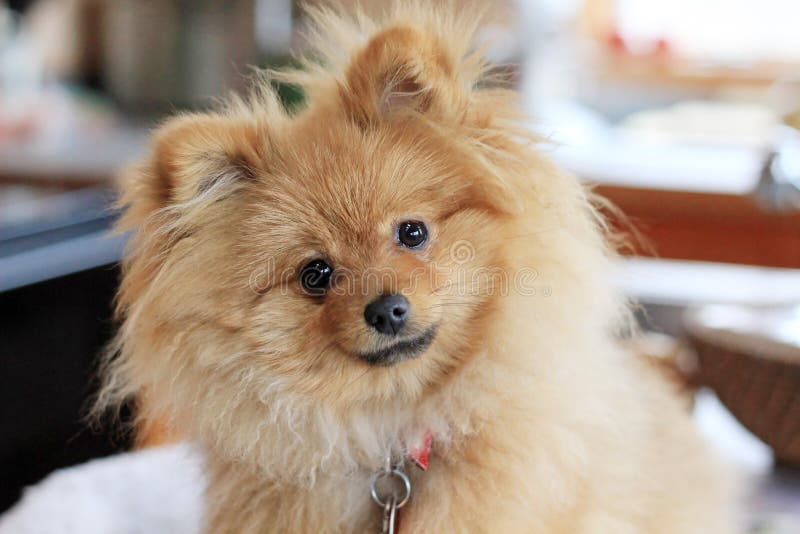 Pomeranian gullig hund fotografering för bildbyråer. Bild av husdjur ...