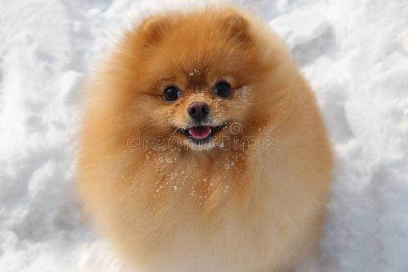 Little Fluffig Pomeranian Valp Arkivfoto - Bild av spelrum, härlig ...