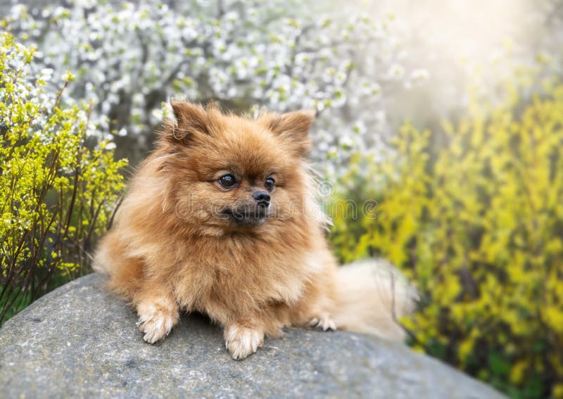 Pomeranian in nature stock photo. Image of flower, holiday - 309298660