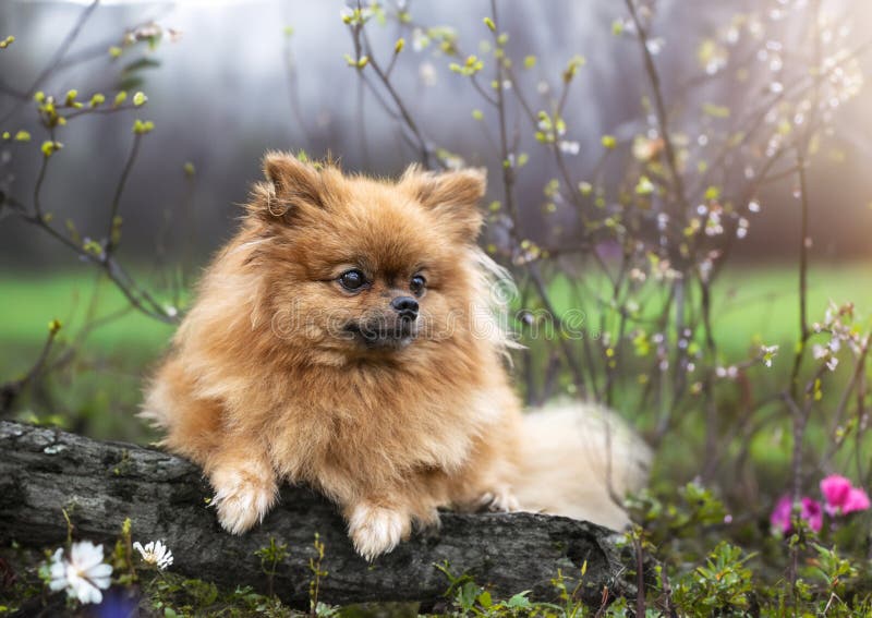 Pomeranian in nature stock photo. Image of animal, season - 323408386
