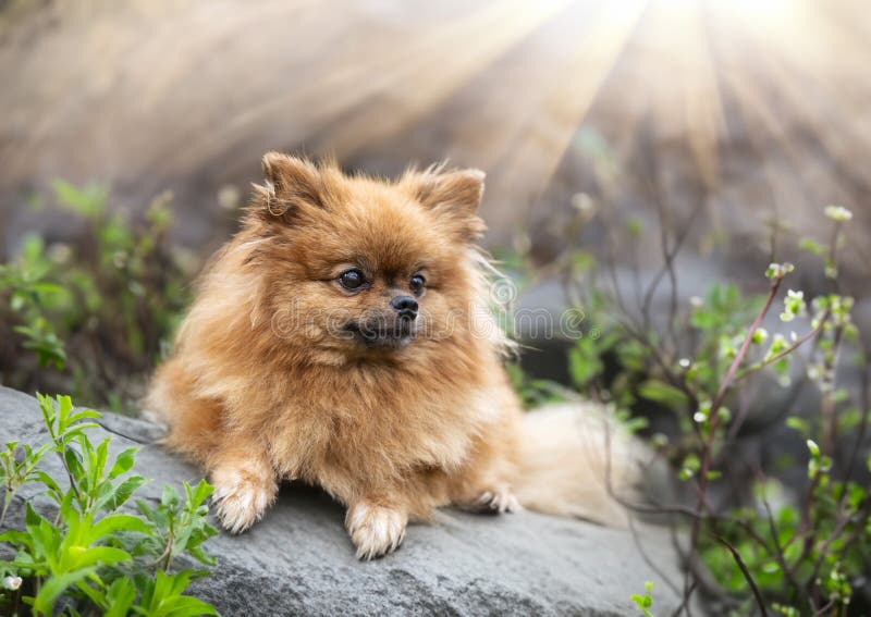 Pomeranian in nature stock image. Image of pomeranian - 362884193