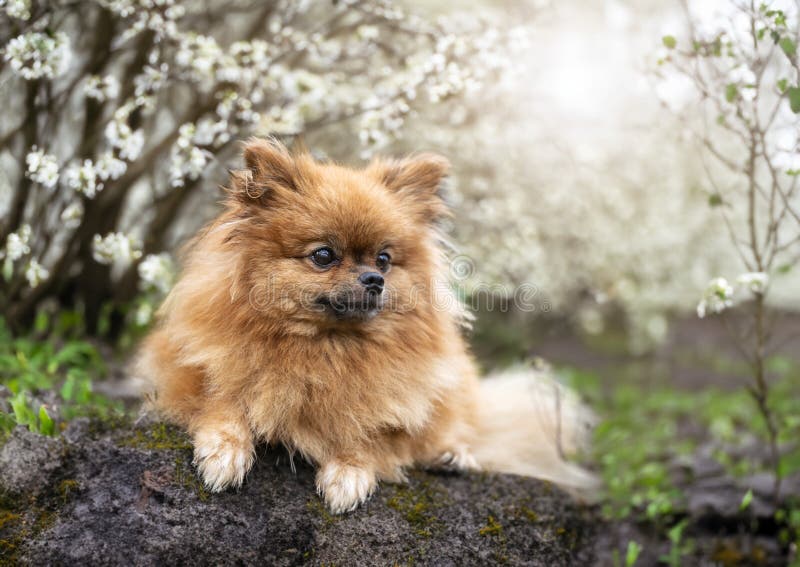 Pomeranian in nature stock photo. Image of spitz, outdoor - 381987172