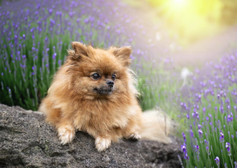 Pomeranian in nature stock image. Image of holiday, animal - 384538287