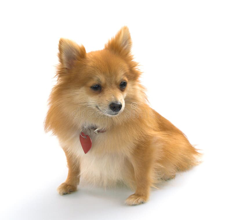 Pomeranian Oder Deutscher Spitz Stockfoto - Bild von hunde, pflegen ...