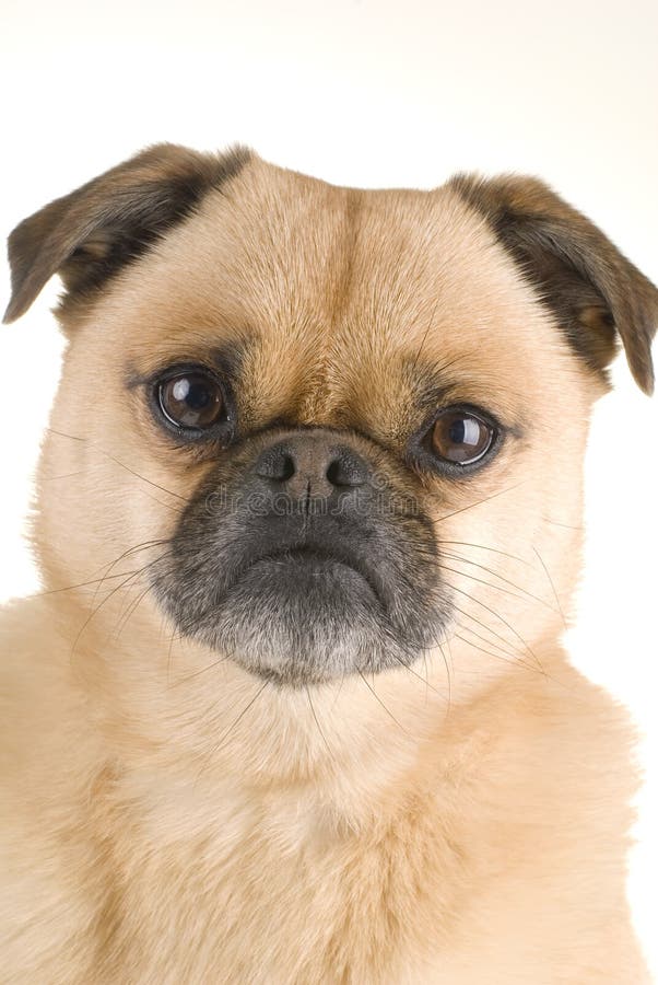 Pomeranian pug стоковое фото. изображение насчитывающей померанцово ...