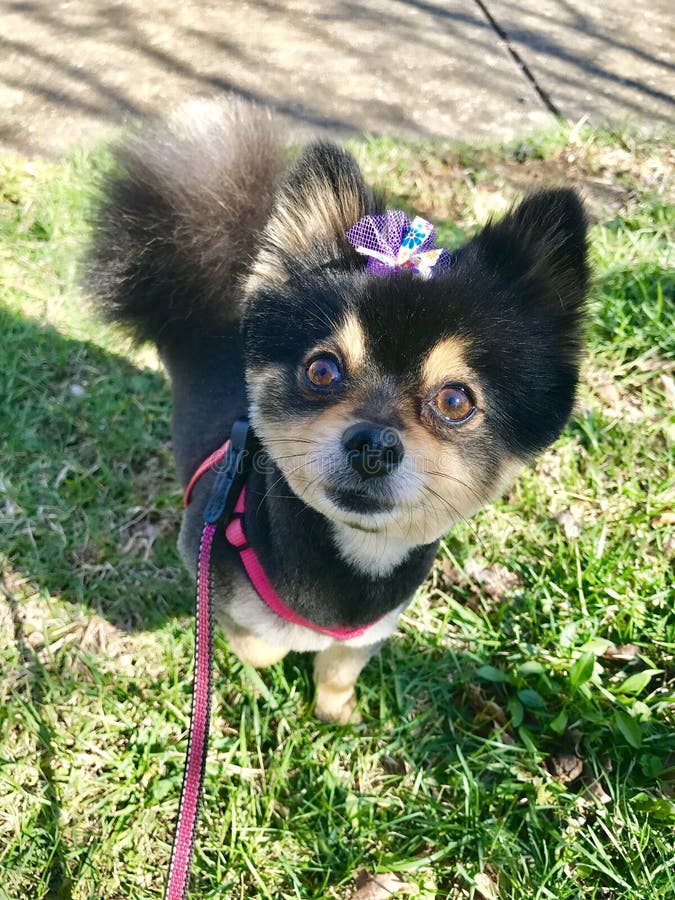 Pom Pom stock image. Image of darcy, white, ears, grass - 121671759