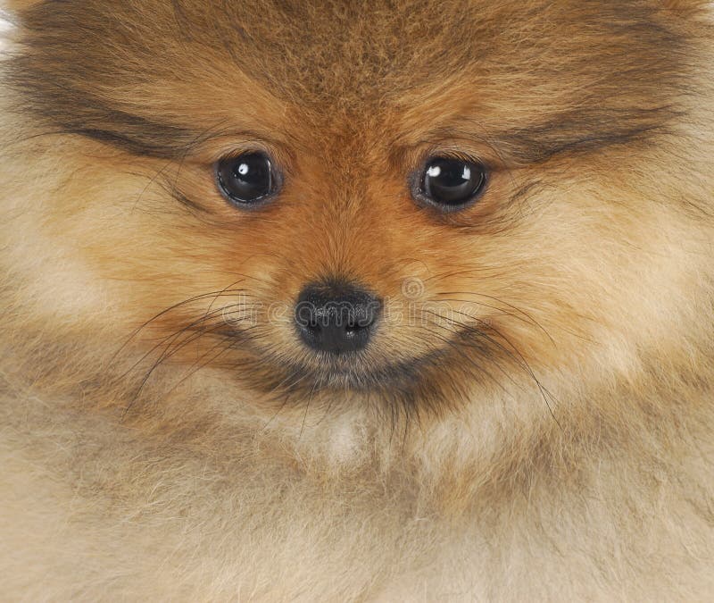 Pomeranian puppy face stock photo. Image of small, face - 16881894