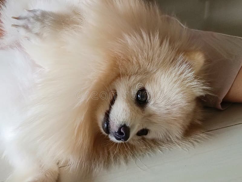Pomeranian Puppy Face Cute and Smiling Stock Photo - Image of sadness ...