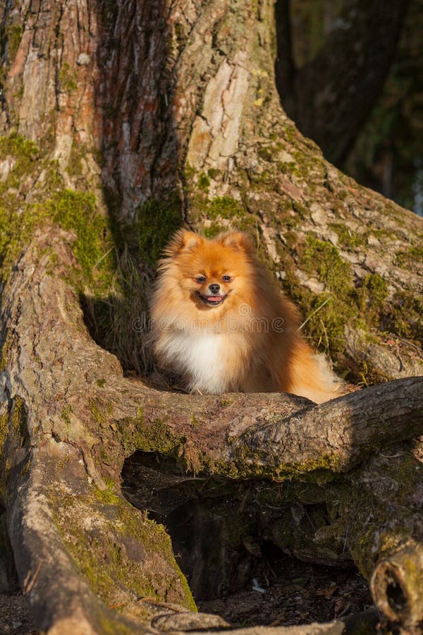 Pomeranian Puppy Sitting in a Tree Stock Image - Image of fluffy, puppy ...