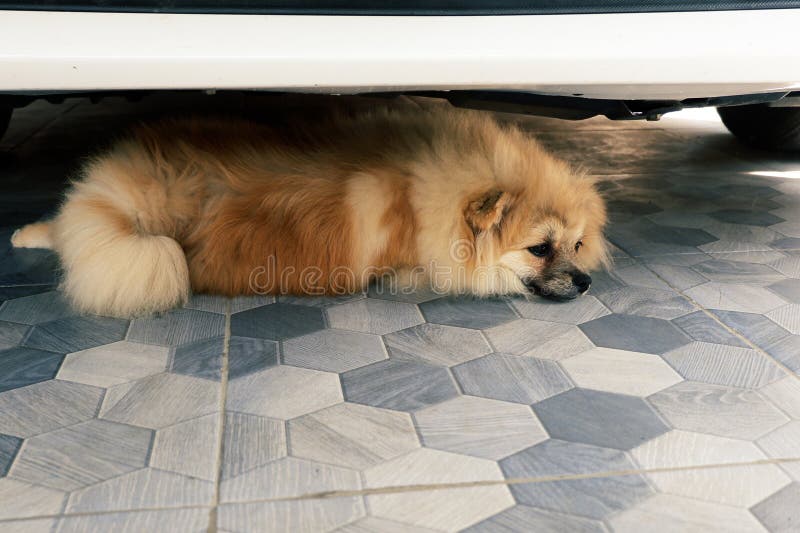 A Pomeranian is Sleeping Under a Car Stock Image - Image of playful ...
