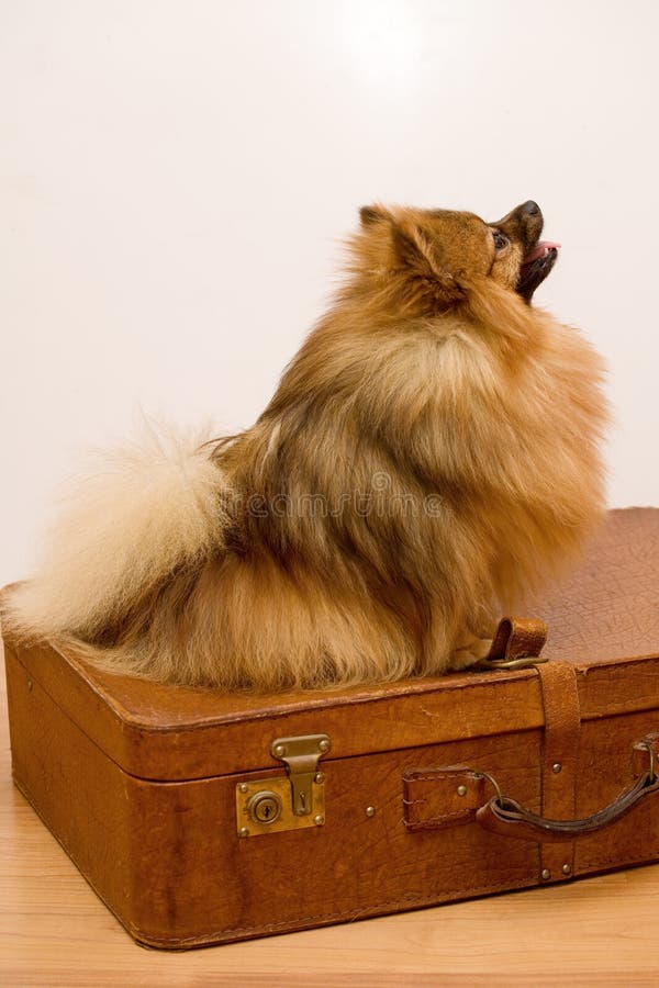 Pomeranian spitz stock image. Image of cute, guard, beautiful - 10464751