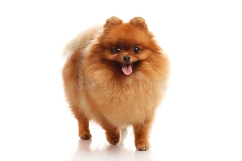 Pomeranian-Spitz stockfoto. Bild von studio, reinrassig - 32383488