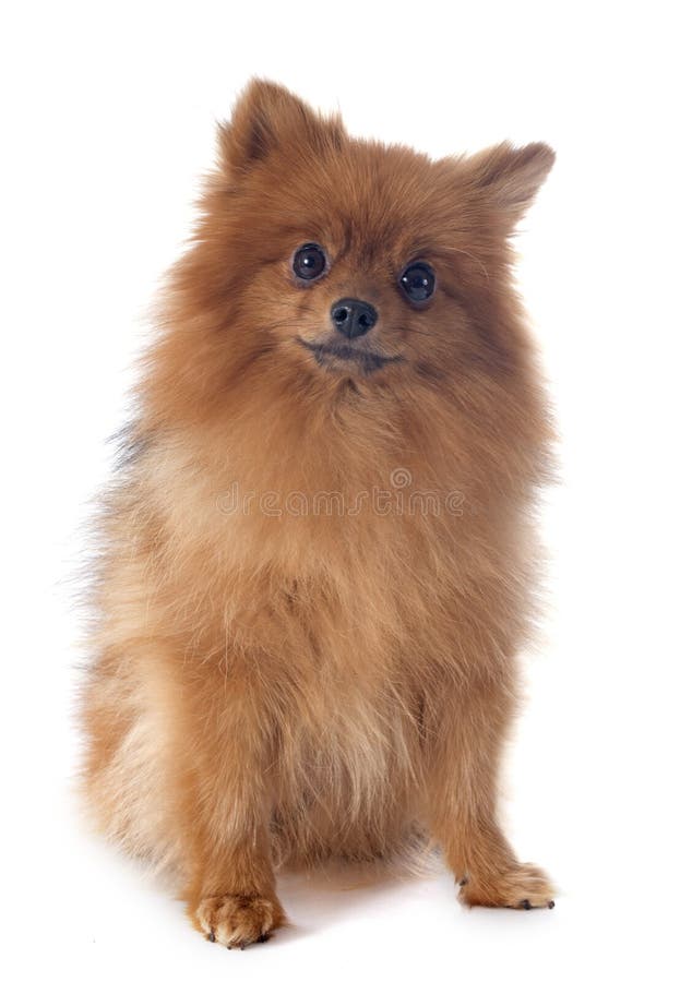 Pomeranian-Spitz stockfoto. Bild von reinrassig, spitz - 38344196