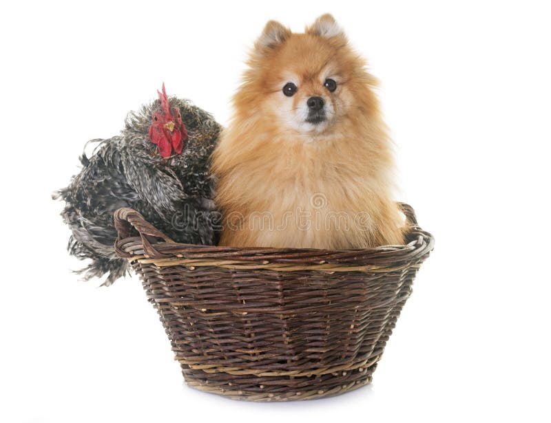 Spitz and chicken stock image. Image of miniature, long - 176225553