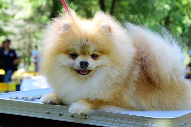 Pomeranian Spitz. Decorative Dog Breed Stock Photo - Image of ...