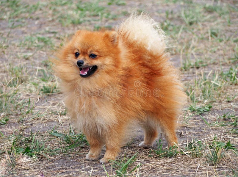 Pomeranian Spitz-dog on a Lawn Stock Image - Image of fluffy, cute ...