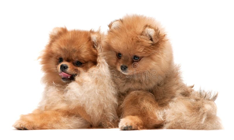 Orange Cat and Spitz Dog Together. Stock Photo - Image of friend ...