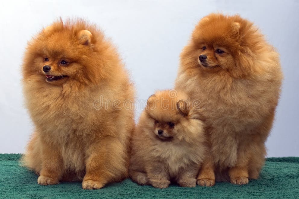 Pomeranian Spitz family stock image. Image of jokingly - 8963723