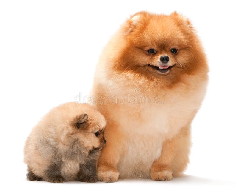 Pomeranian Spitz family stock image. Image of jokingly - 8963723