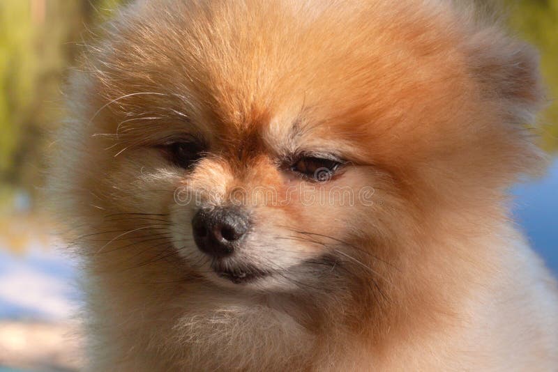 Pomeranian Spitz Mini Boy Color Orange Muzzle Close Up Stock Photo ...