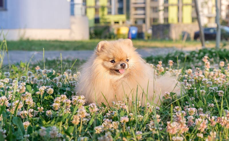 Pomeranian Spitz Portrait Close Up. Spitz on a Walk in the Park Stock ...