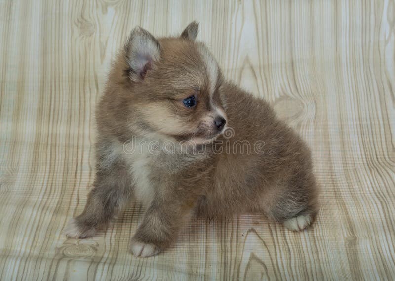 Pomeranian spitz stock image. Image of fluffy, pedigreed - 50058365