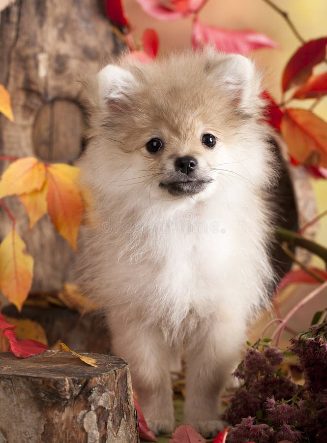 Pomeranian spitz stock photo. Image of leaves, canine - 45804136