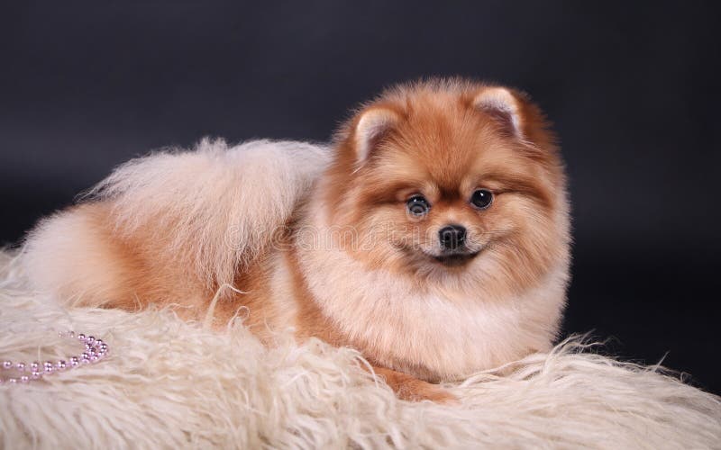 Pomeranian spitz stock image. Image of pets, spitz, cute - 92488175