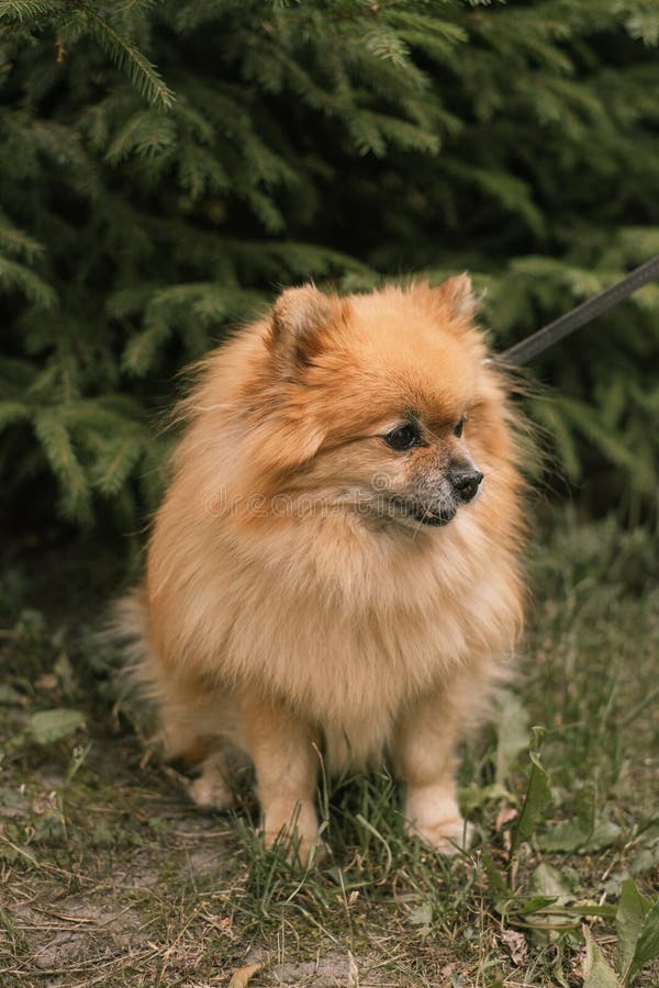 The Pomeranian Spitz is Sitting in the Forest Near the Fir Tree. Stock ...