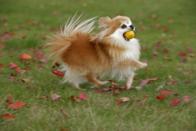 Pomeranian Spring Som Spelar Med Bollen Arkivfoto - Bild av natur ...