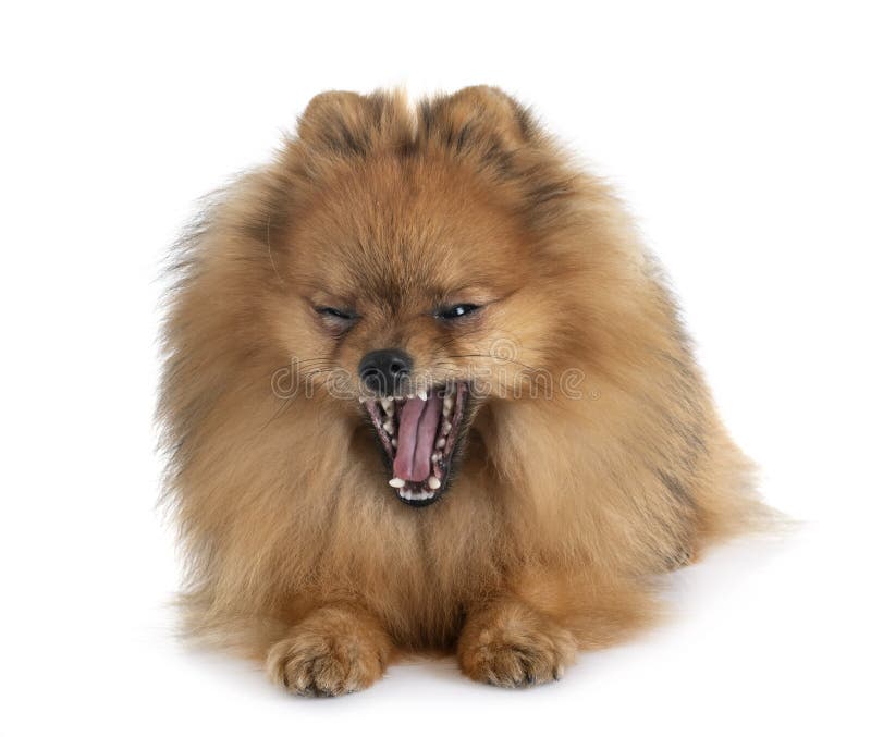 Aggressive Pomeranian Stock Photos - Free & Royalty-Free Stock Photos ...