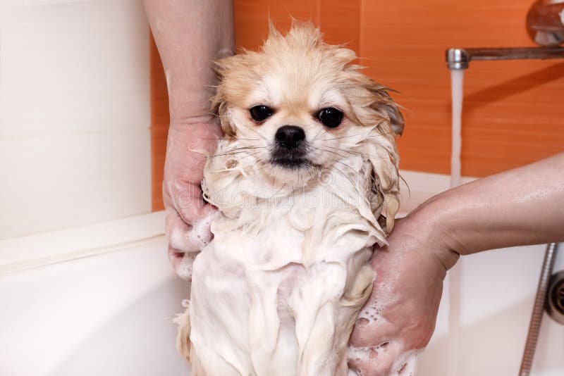 Pomeranian Takes a Shower. Spitz in the Bathroom in Soapy Foam Stock ...