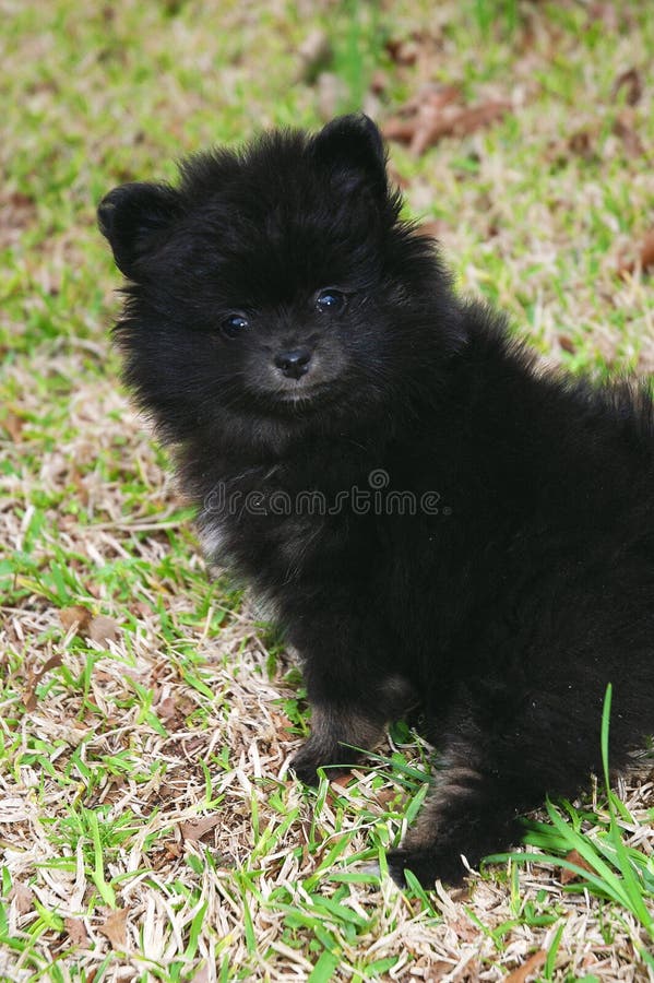 Pomeranian valp 3 arkivfoto. Bild av glasögon, tafsa, gräs - 602078