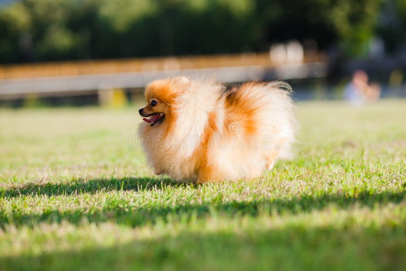 Pomeranian Welpe Zverg Spitz in Einer Wiese Stockbild - Bild von tier ...
