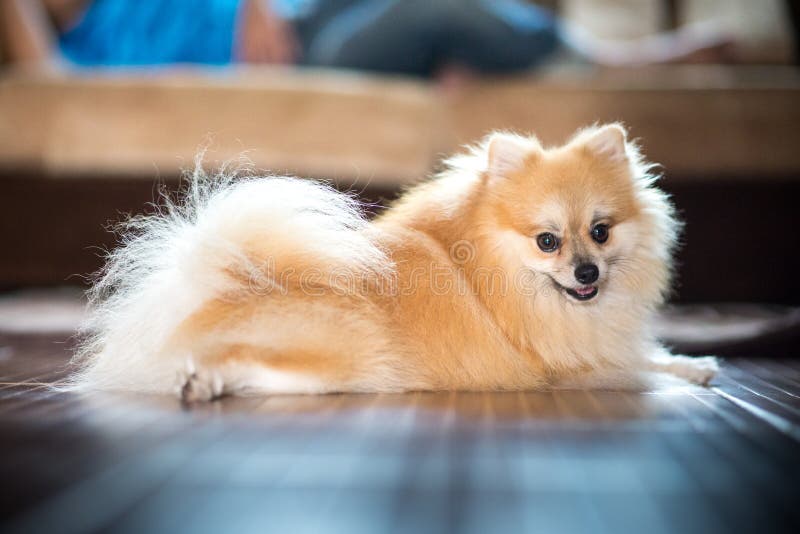 Pink Pomeranian Pet stock photo. Image of event, mammal - 9440802