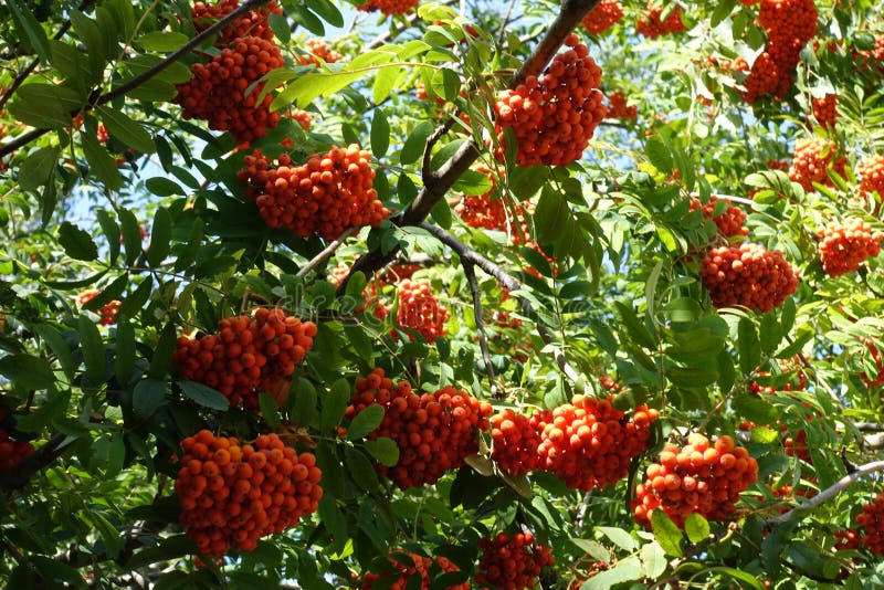 Pomes in the Leafage of European Rowan Stock Image - Image of plant ...