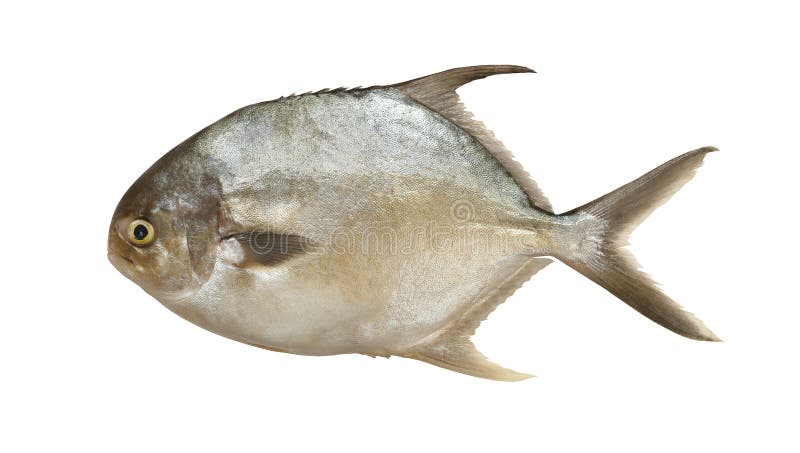 Picture of a Fish with White Background Stock Photo - Image of fish ...
