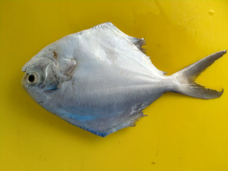 Yellow Pomfret Photos - Free & Royalty-Free Stock Photos from Dreamstime