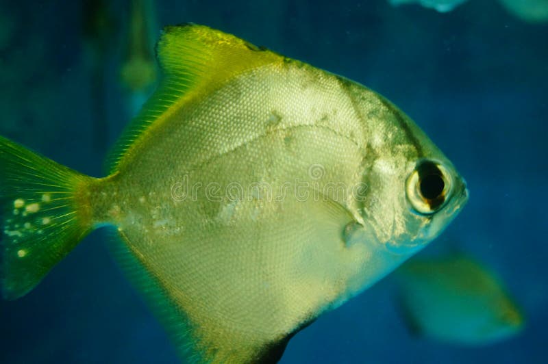 Pomfret stock image. Image of lovely, underwater, animal - 103213109
