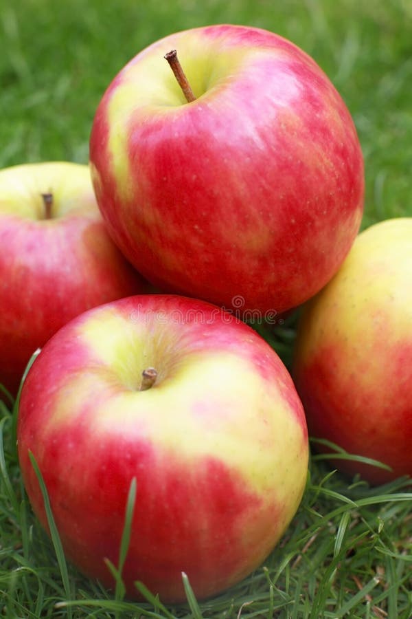 Pomme de dame rose photo stock. Image du ingrédient, nourriture - 2672422