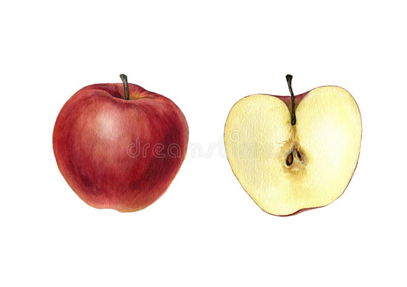 Demi Dessin De Pomme Par L'aquarelle Illustration de Vecteur ...
