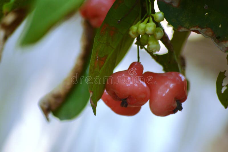 Pomme De Java Et Les Bourgeons De L'arbre Photo stock - Image du fruits ...