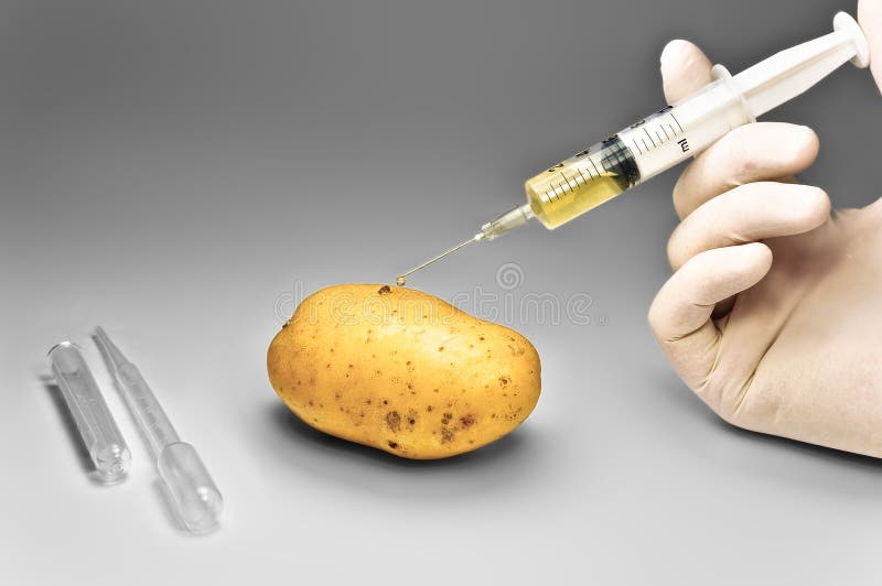 Pomme de terre OGM image stock. Image du personne, couleur - 13468509