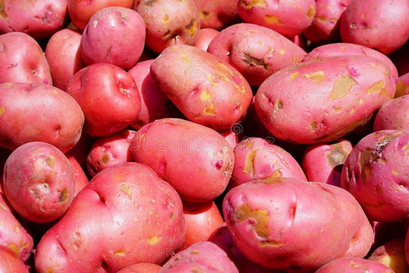 Pomme de terre rouge photo stock. Image of normal, carbohydrate - 53922456