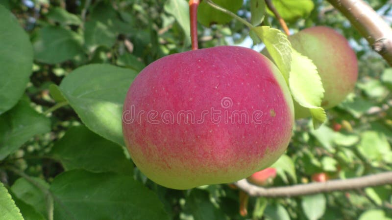 Pomme Jardin Potager Pomme Rouge Image stock - Image du pomme, affiche ...