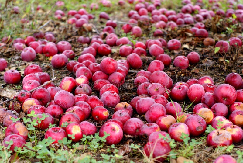 Pomme red delicious image stock. Image du sain, vert, mûr - 3370073