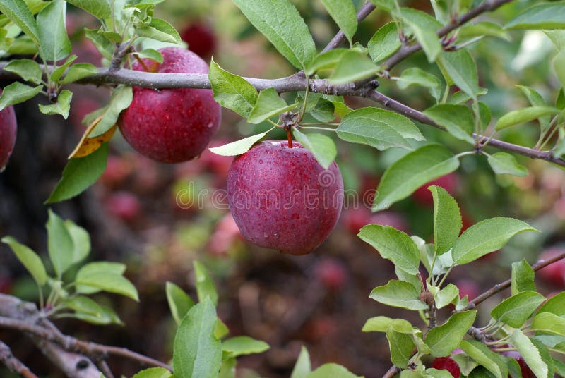 Pomme red delicious image stock. Image du sain, vert, mûr - 3370073