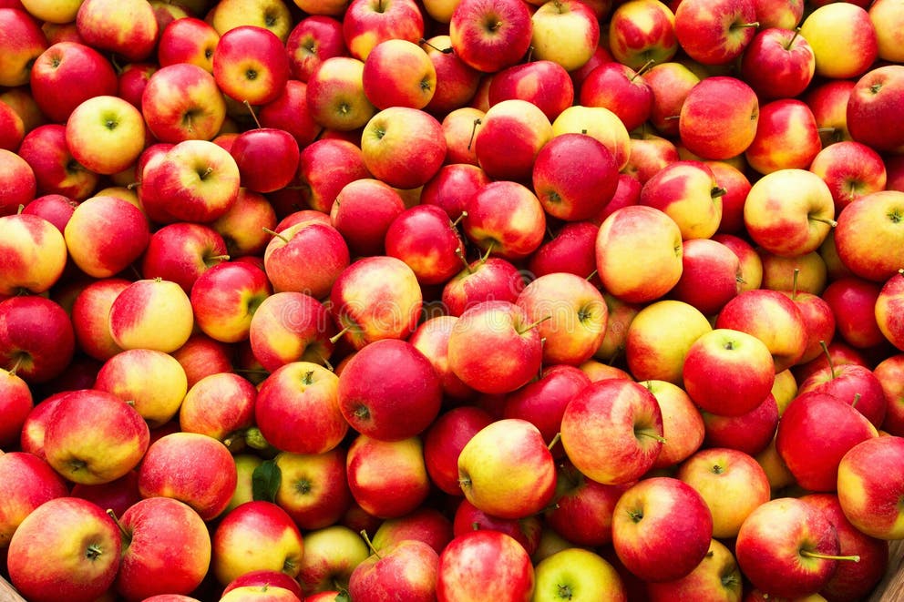 Pomme rouge image stock. Image du sorts, moisson, saisonnier - 14313847