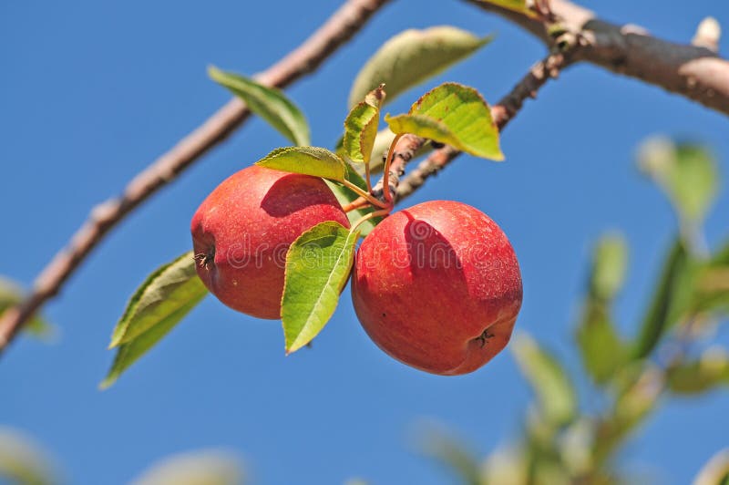 Pomme rouge image stock. Image du jardin, couleur, juteux - 16243247